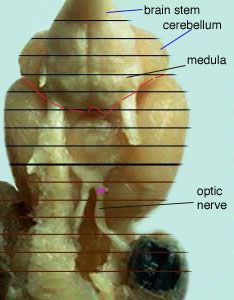 Allison's Lab Notebook