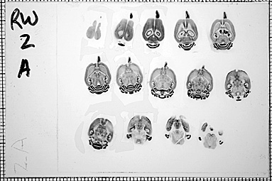 The Mouse Brain Library - Search the library