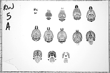 The Mouse Brain Library - Search the library