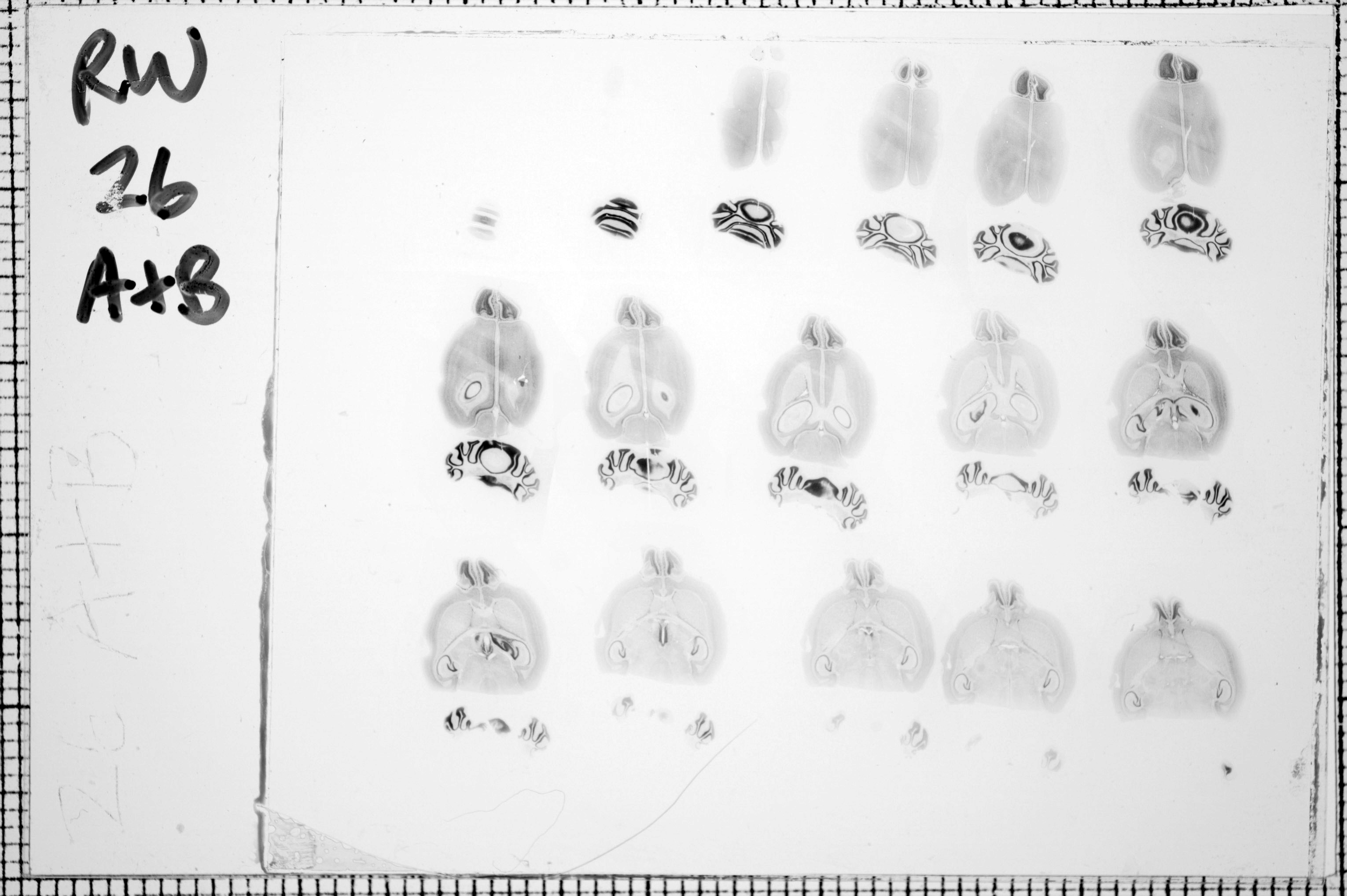 Index Of whole slides